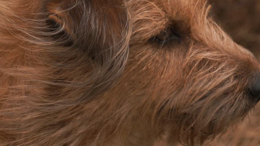 Ruddy Dog Autumn Happy Nature Stock Footage Video (100% Royalty-free ...