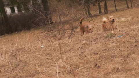 Ruddy Running Dogs Autumn Happy Nature Stock Footage Video (100% ...
