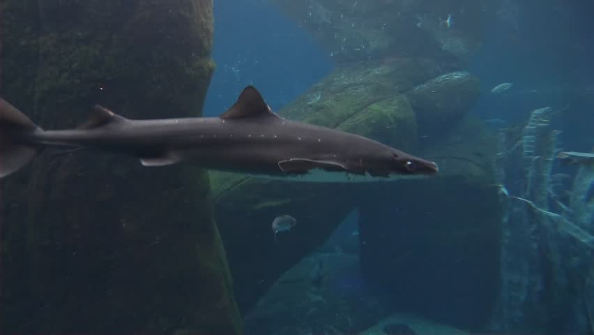 Spiny Dogfish Shark Swimming Slow Stock Footage Video (100% Royalty ...