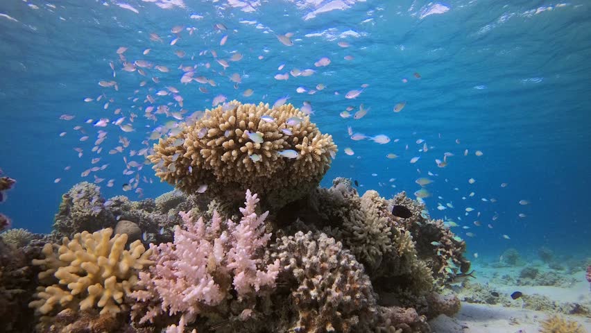 blue-green fish sea coral reef picture Stock Footage Video (100% ...