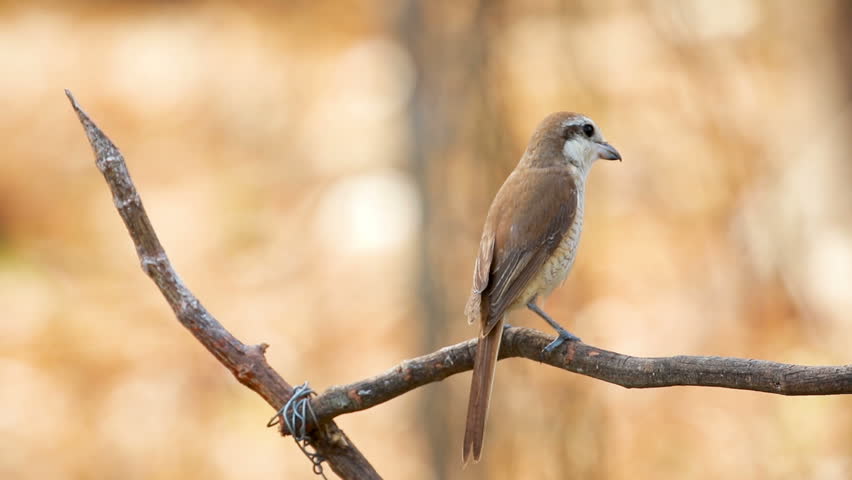 Small Bird of Prey perched on sticks image - Free stock photo - Public ...