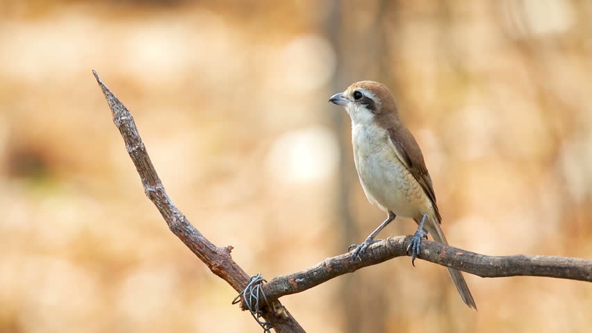 Small Bird of Prey perched on sticks image - Free stock photo - Public ...