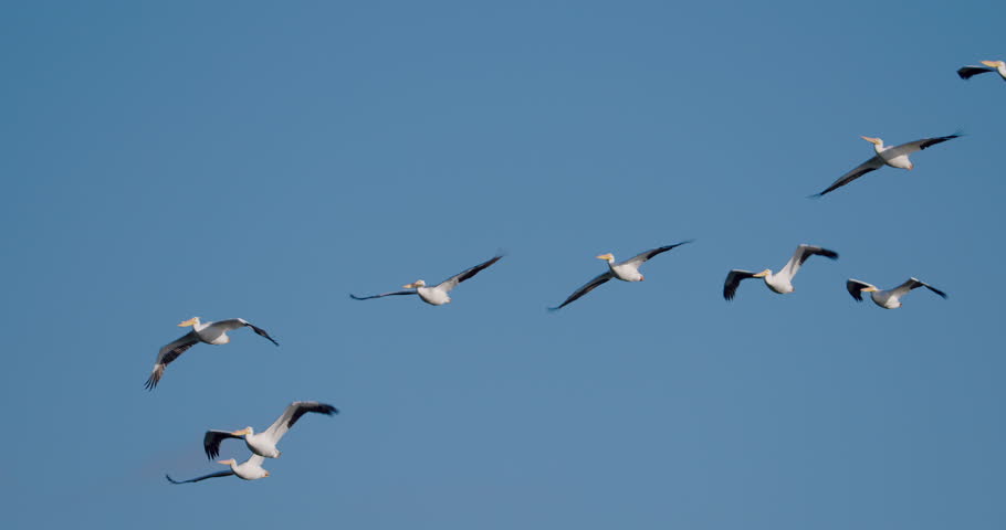 birds - colonies pelicans flying v-formation Stock Footage Video (100% ...