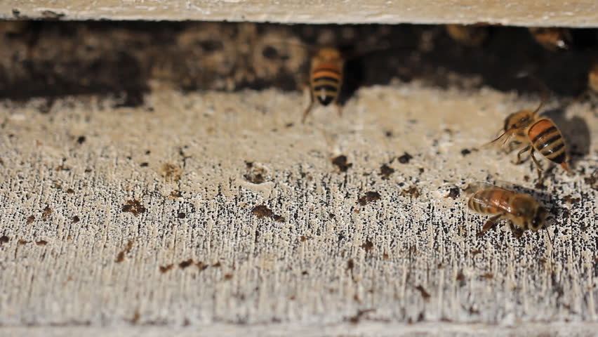 group crickets Stock Footage Video (100% Royalty-free) 33172090 ...