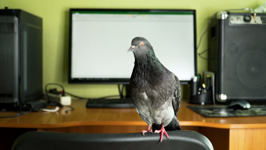 Pigeon Near the Computer Stock Footage Video (100% Royalty-free ...