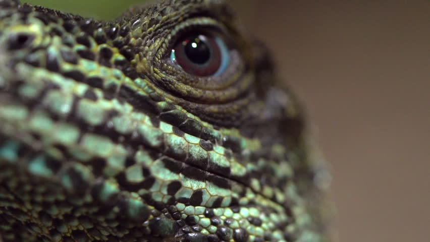 macro view lizards face viewing scales Stock Footage Video (100% ...