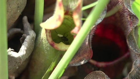 Ant Inside Pitcher Plant Stock Footage Video (100% Royalty-free ...