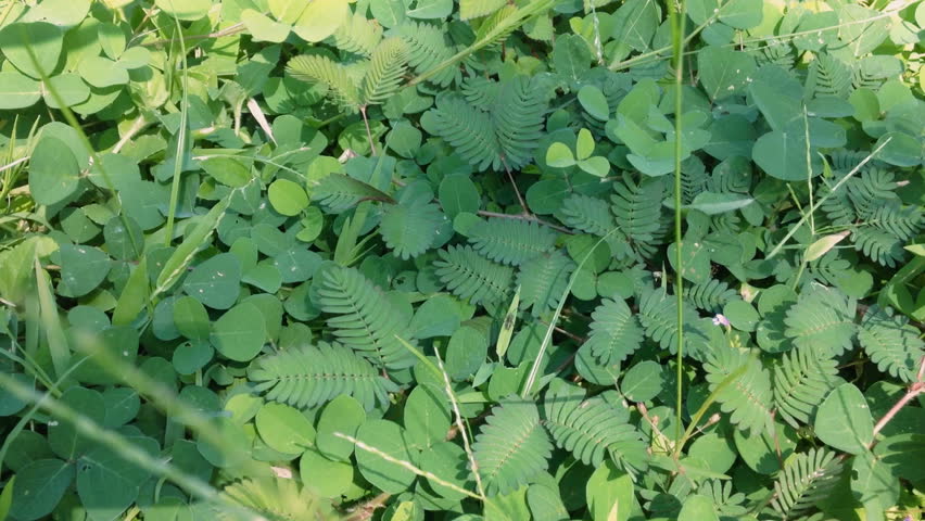 Leaf Movement of Mimosa Pudica Stock Footage Video (100% Royalty-free ...
