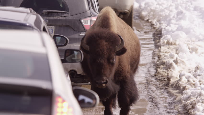 Bison by the car image - Free stock photo - Public Domain photo - CC0 ...