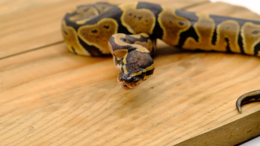 python eating snake eat mouse regius Stock Footage Video (100% Royalty ...