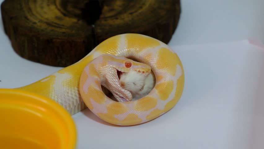 python eating snake eat mouse regius Stock Footage Video (100% Royalty ...