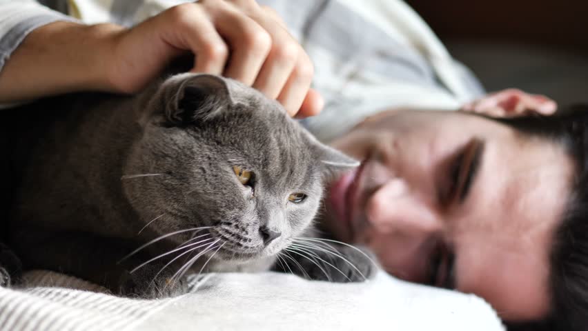 handsome young animal-lover man on bed Stock Footage Video (100% ...