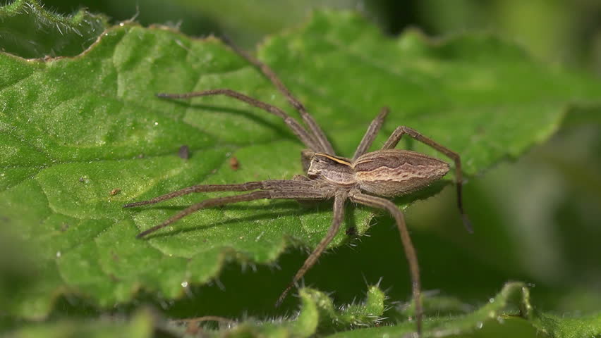 male pisaura mirabilis spider close up Stock Footage Video (100% ...