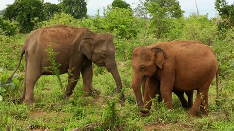 Elephants Real Life Africa Stock Photo 1612983319 | Shutterstock