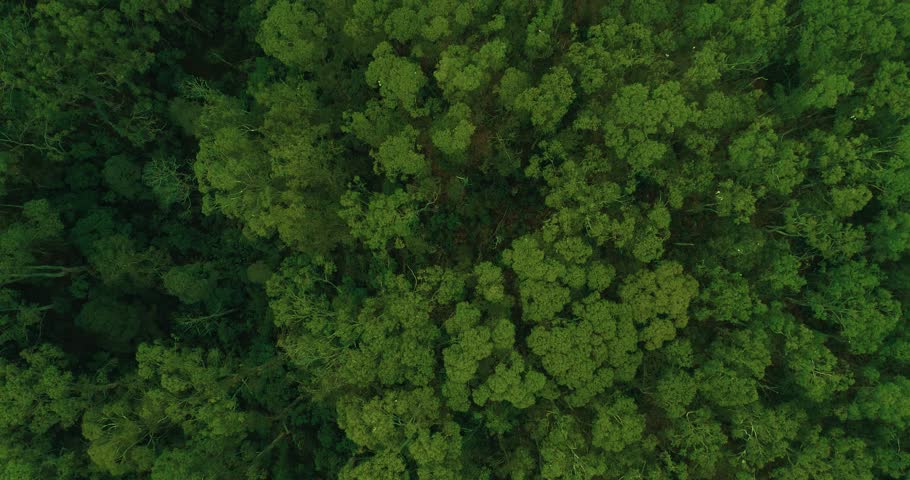Tree Canopy from Above. 4k Stock Footage Video (100% Royalty-free ...