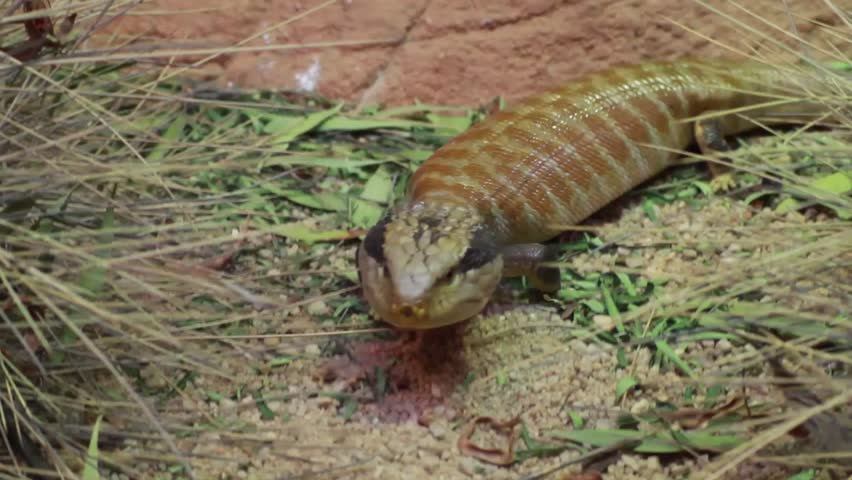 Iconic Australian Reptile Stock Video Footage - 4K and HD Video Clips ...
