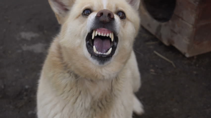 Angry dogs with bone Stock Video Footage - 4K and HD Video Clips ...
