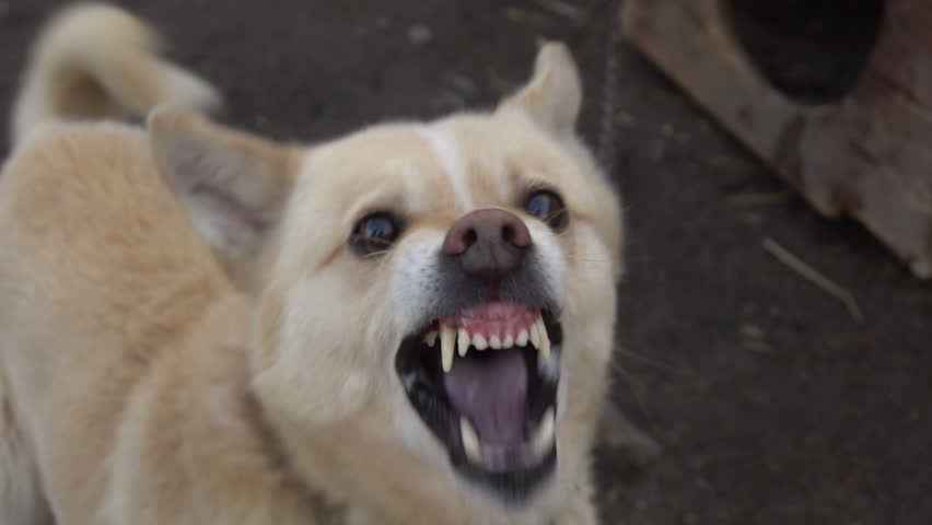Angry Dog Growling, Slow Motion Stock Footage Video (100% Royalty-free ...