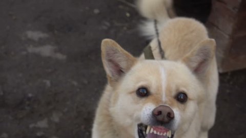 Angry Dog Growling Stock Footage Video (100% Royalty-free) 1009112366 ...