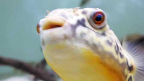 Fahaka Pufferfish Known Nile Puffer Globe Stock Footage Video (100% ...