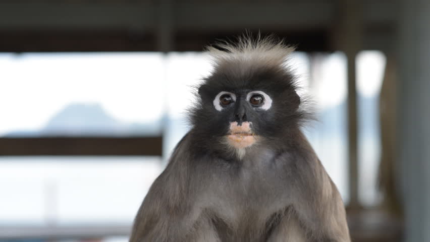 Monkey Brain Stock Video Footage - 4K and HD Video Clips | Shutterstock