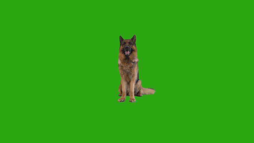 German Shepherd and Green Screen Stock Footage Video (100% Royalty-free ...