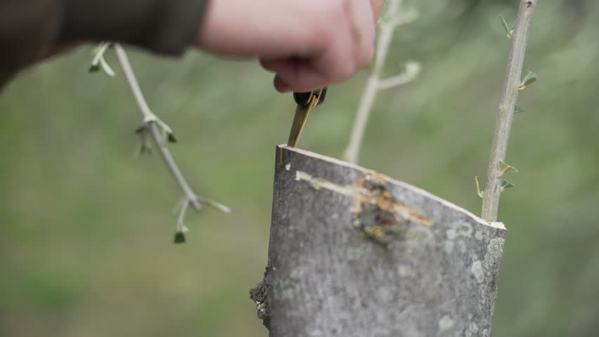 GRAFTING-OLIVE-TREE Footage, Videos and Clips in HD and 4K - Avopix.com