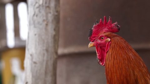 Rooster Natural Farm Slow Motion Stock Stock Footage Video (100% ...