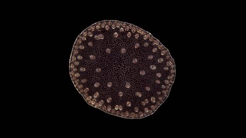 Rotating Stem Plant Microscopic Cross Section Stock Footage Video (100% ...