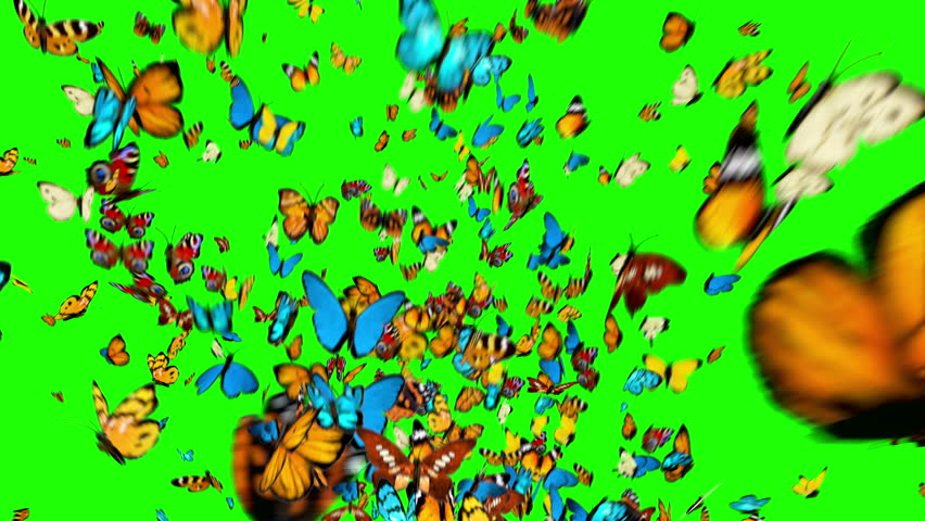 Butterflies Fly up On a Stock Footage Video (100% Royalty-free ...