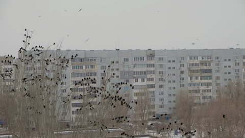 Crows Invasion City Trees Filled Black Stock Footage Video (100% ...