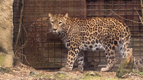 Persian Leopard Panthera Pardus Tulliana Striding Stock Footage Video ...