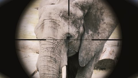 Wildlife Hunting African Elephant Gun Rifle Stock Footage Video (100% ...
