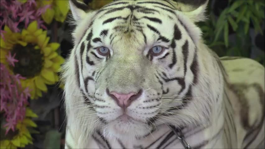 Tiger thumbnails Stock Video Footage - 4K and HD Video Clips | Shutterstock