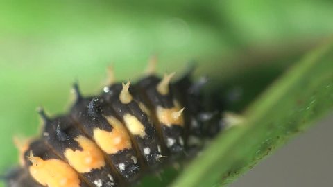 Insect Macro Second Instar Likeness Ladybug Stock Footage Video (100% ...