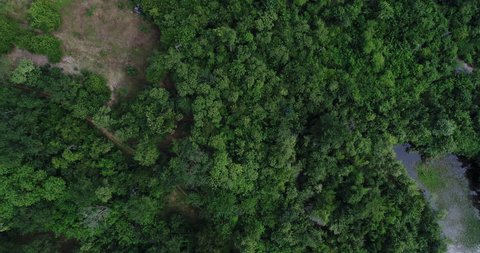 Aerial Top View Forest Tree Rainforest Stock Photo 651928279 | Shutterstock