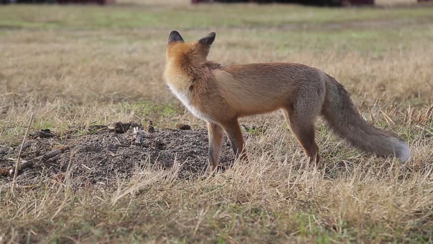beautiful fox field full hd searching Stock Footage Video (100% Royalty ...