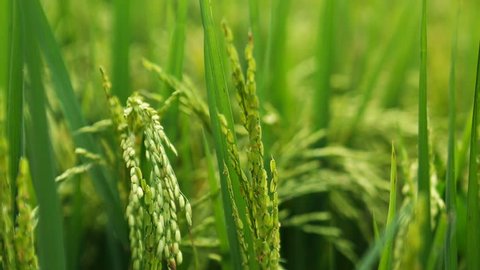 131 Rice germination Stock Video Footage - 4K and HD Video Clips ...