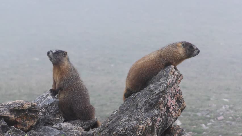 Marmot at Rocky Mountains National Park, Colorado image - Free stock ...