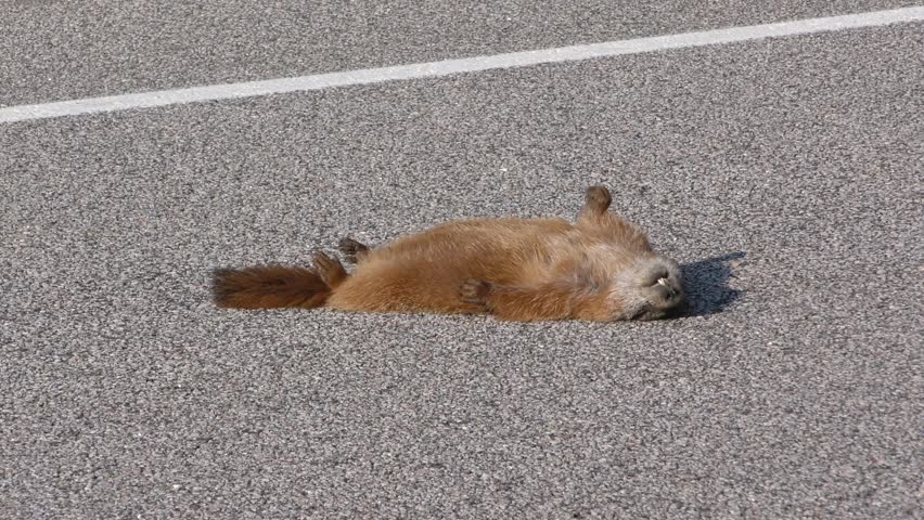 yellow-bellied marmot lone dead dying summer Stock Footage Video (100% ...