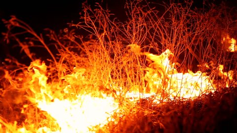 Night Burns Oogon Dry Grass Fire Stock Footage Video (100% Royalty-free ...