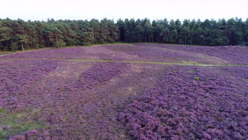 aerial bird view bright purple flowering Stock Footage Video (100% ...