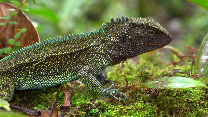 red-throated wood lizard enyalioides rubrigularis natural Stock Footage ...