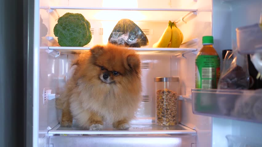 Funny Hungry Dog Sitting in Stock Footage Video (100% Royalty-free ...