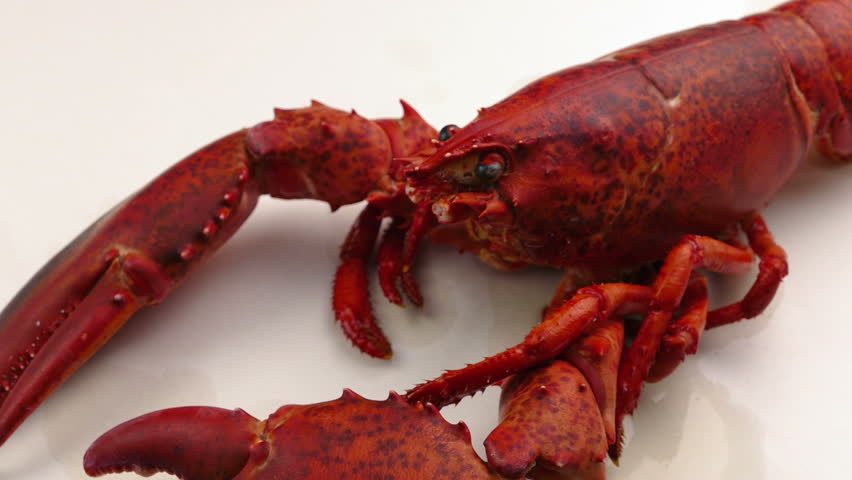 Large Maine Lobsters image - Free stock photo - Public Domain photo ...