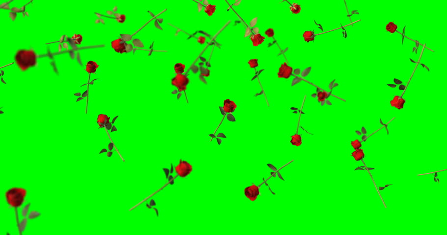 Red Rose Falling Stock Footage Video (100% Royalty-free) 1009633736 ...