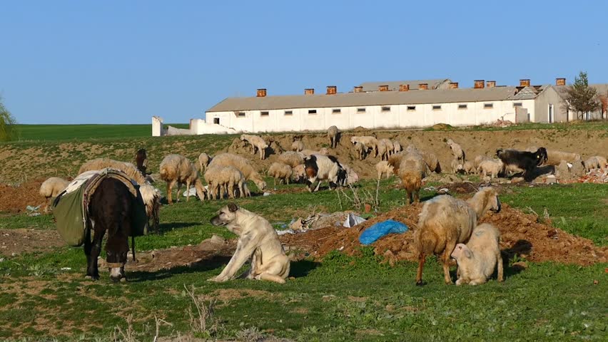 shepherd protects sheep wolves attack Stock Footage Video (100% Royalty ...