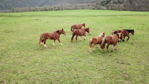 hereford cattle grazing cow mounting other Stock Footage Video (100% ...