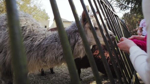 11 Lama mexico Stock Video Footage - 4K and HD Video Clips | Shutterstock