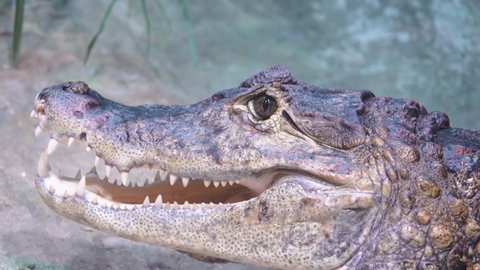 Merry Muzzle Terrible Alligator Closeup Troll Stock Footage Video (100% ...